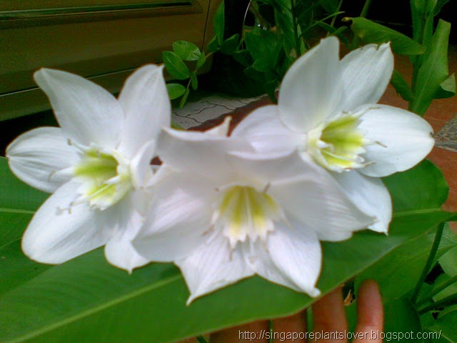 Singapore Plants Lover: Today’s Flowers-Amazon Lily